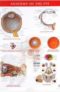 Netter Anatomy Charts: Anatomy of the Eye Chart — Фрэнк Неттер